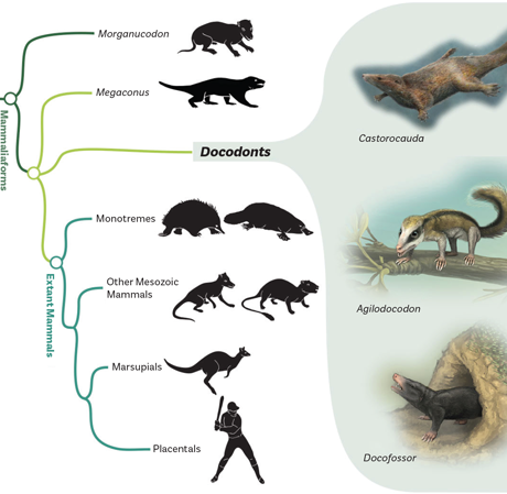 Mammal diversity | The University of Chicago Magazine